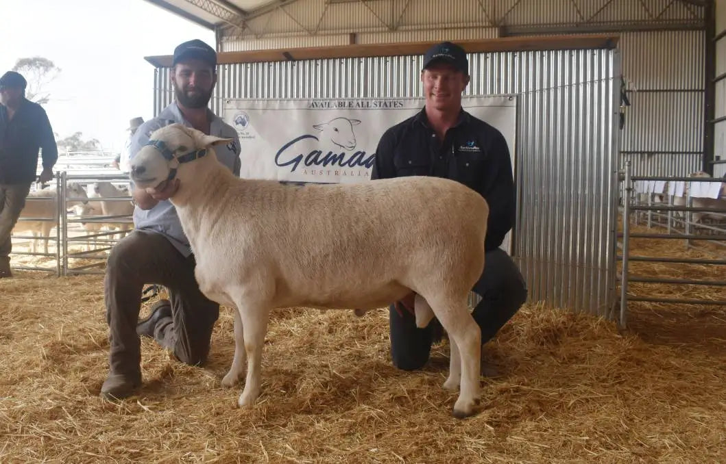 Gamadale Aussie White’s Strong Sale Result – Manofield Australian Whites