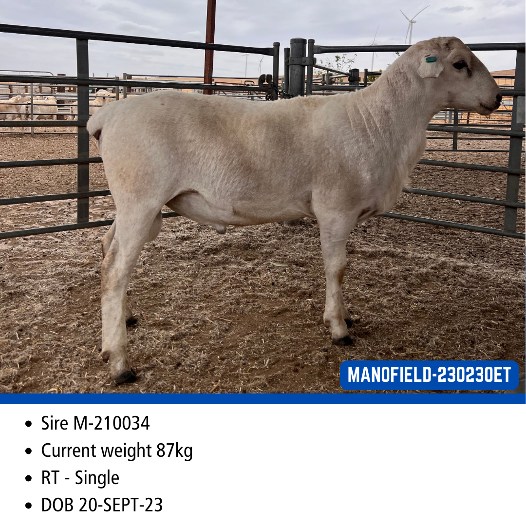 LOT 11 - 230230 – Manofield Australian Whites